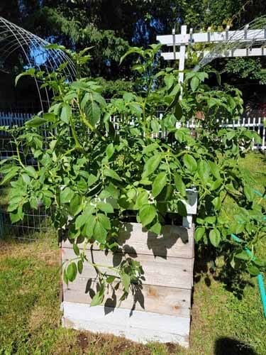 How to Build a Potato Box and Grow Your Own Potatoes