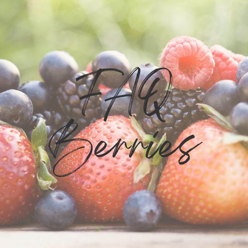 FAQ: All Your Berry Questions Answered, How to Keep Berries Fresh Longer
